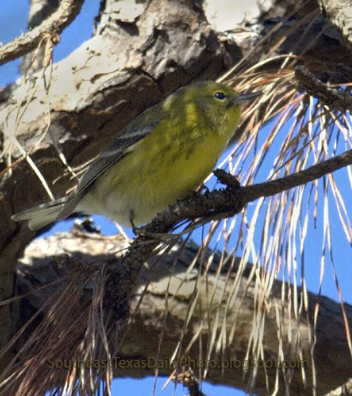 Southeast Texas Daily Photos: Pine Warbler